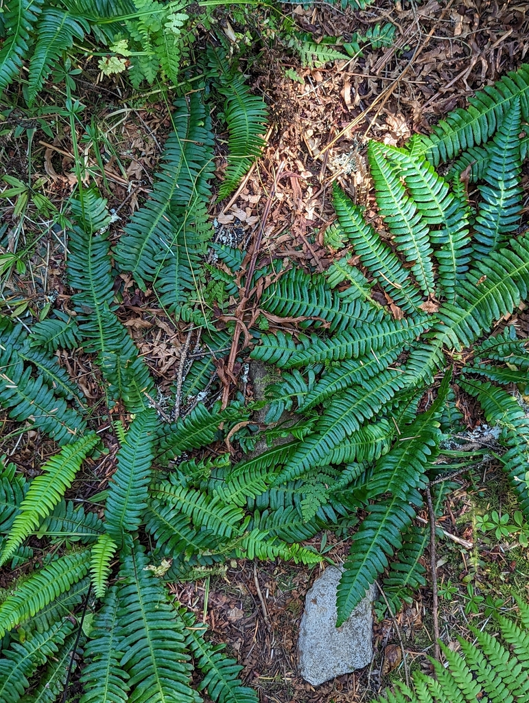deer fern from Duvall, WA 98019, USA on August 12, 2023 at 04:39 PM by ...