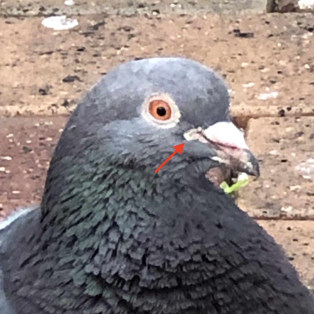 Avian pox viruses from Church St, Parramatta, NSW, AU on August 13 ...