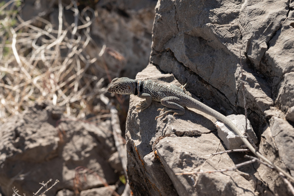 Desert Collared Lizard from Millard County, UT, USA on June 4, 2023 at ...