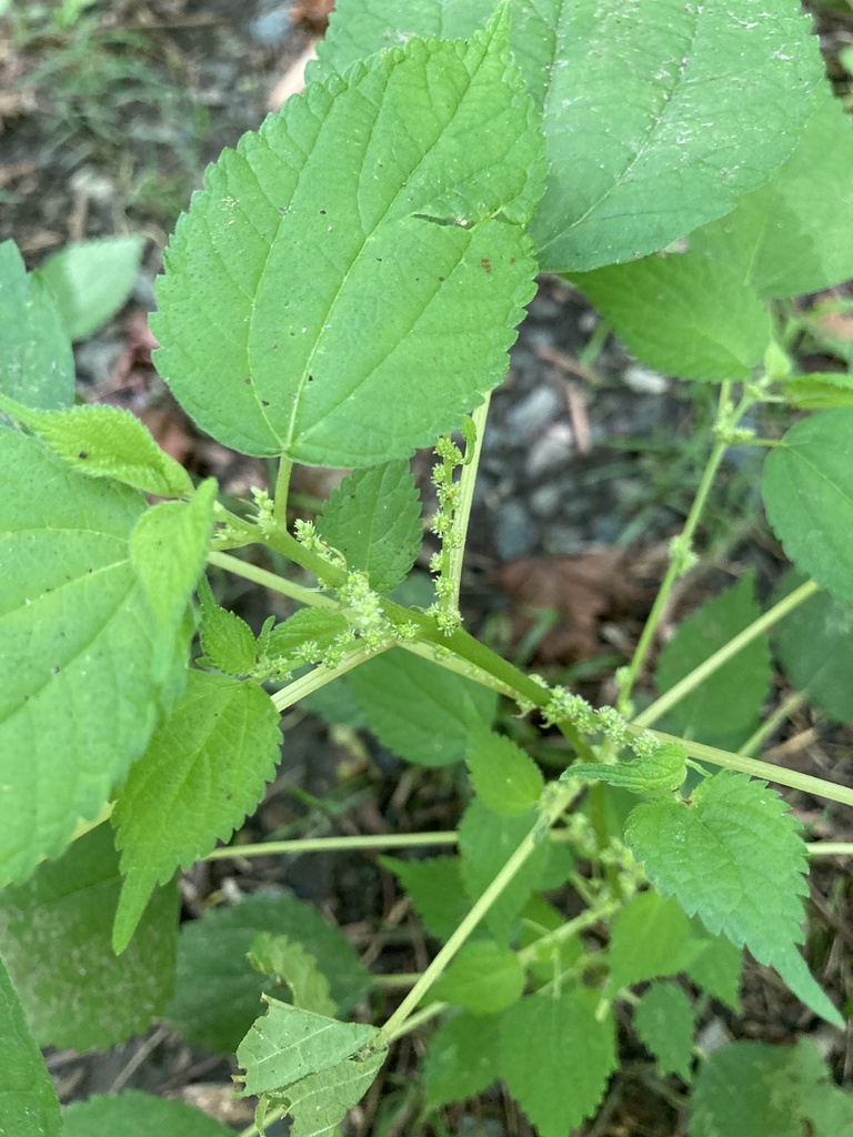 false nettle from Brewerton Channel, Essex, MD, US on August 12, 2023 ...