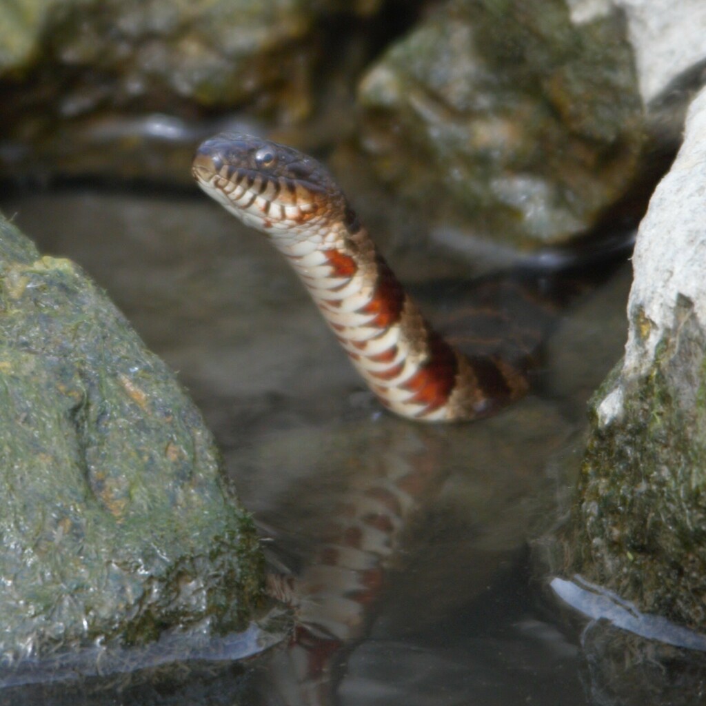 Common Watersnake from Lemont, IL, USA on August 12, 2023 at 11:13 AM ...