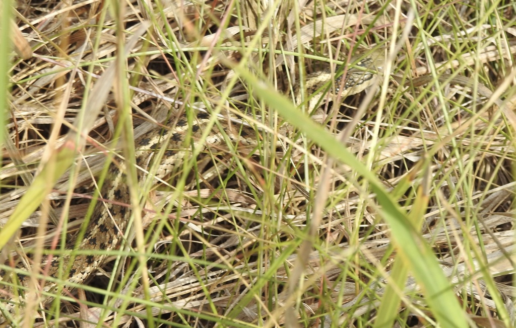 Western Terrestrial Garter Snake from Southwest Calgary, Calgary, AB ...