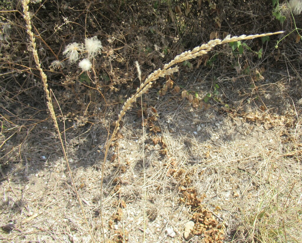 Slim Tridens from CR 145, Williamson County, TX, USA on August 12, 2023 ...