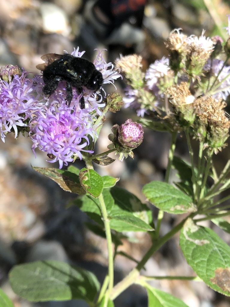 Centris laevibullata (Abejas con corbícula de México (Apinae ...