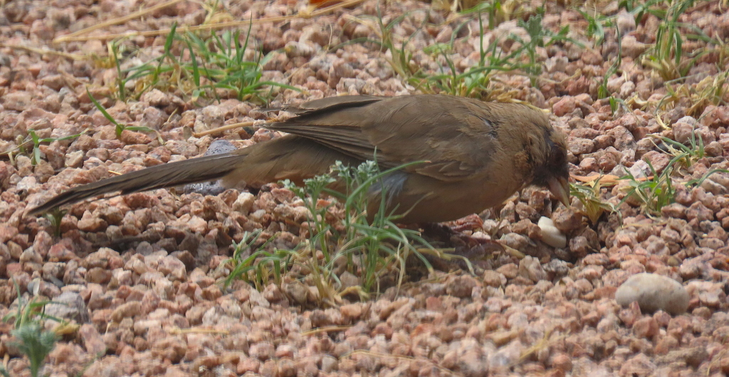 Abert's Towhee from E Lester St, Tucson, AZ on August 11, 2023 at 11:51 ...