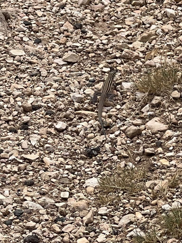 Plateau Striped Whiptail from Coconino County, US-AZ, US on August 12 ...