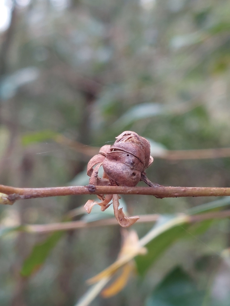 Cheese Tree from Dangar Island NSW 2083, Australia on August 13, 2023 ...