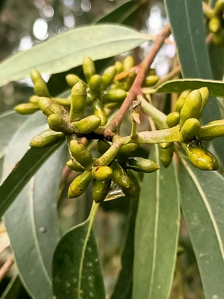 mountain grey gum from Silvan VIC 3795, Australia on August 13, 2023 at ...