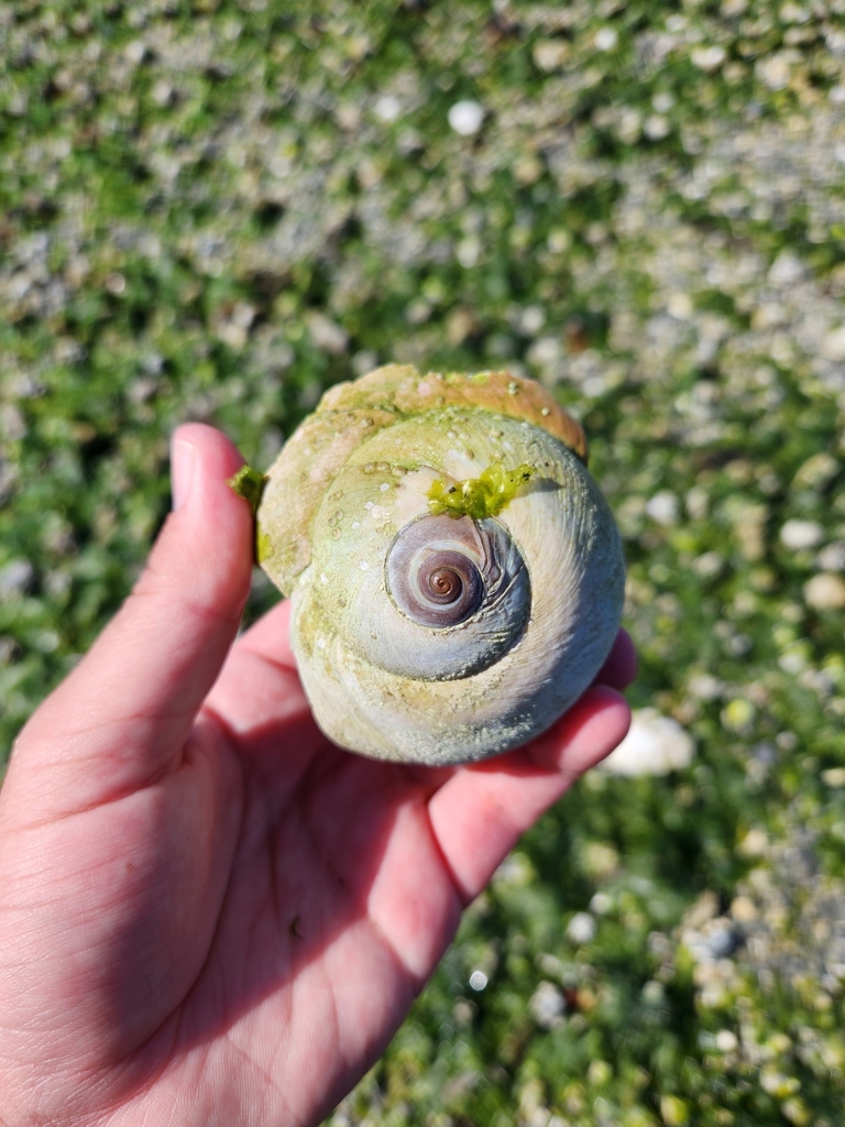 Lewis's Moon Snail from King County, WA, USA on August 12, 2023 at 11: ...