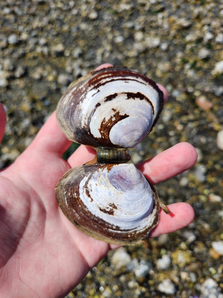 Purple Mahogany Clam from Des Moines, WA, USA on August 12, 2023 at 11: ...