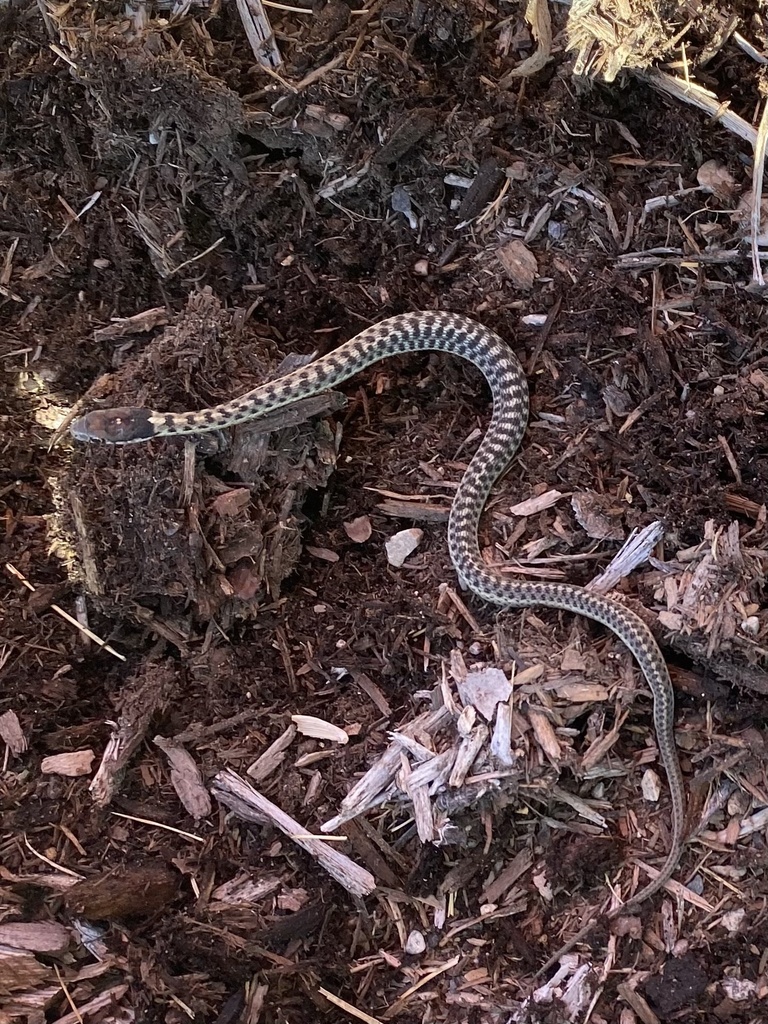 Wandering Garter Snake from W 10150 N, Highland, UT, US on August 12 ...