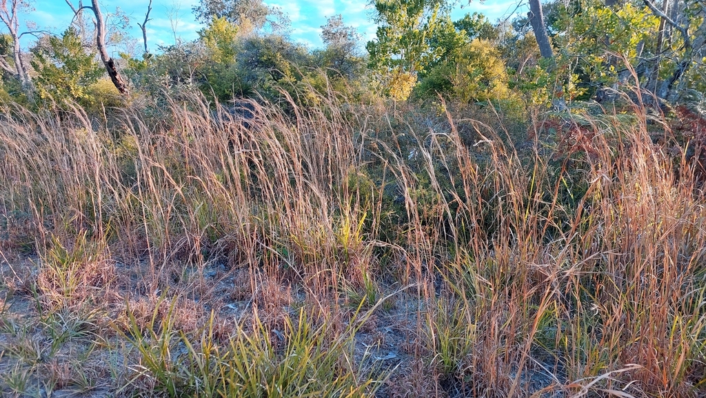 grasses, sedges, cattails, and allies from Brunswick Heads Main Beach ...