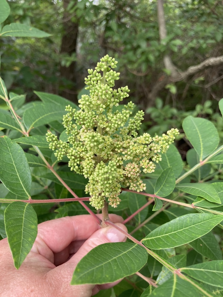 shining sumac from North Point State Park, Baltimore, MD, US on August ...