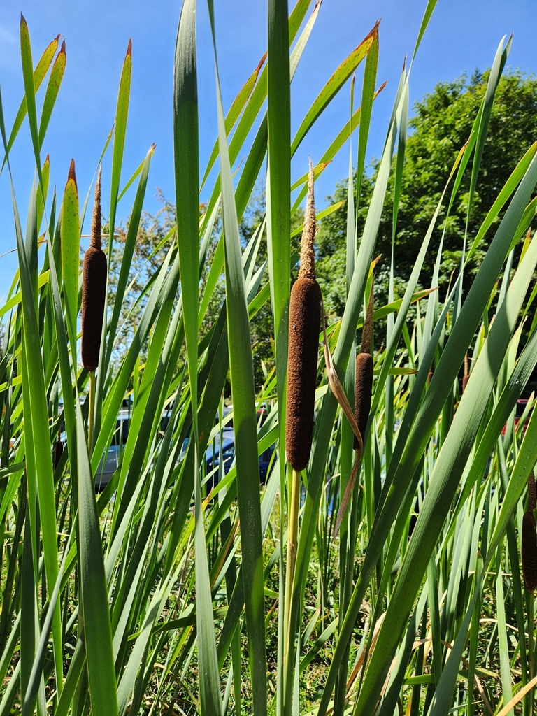 broadleaf cattail from Des Moines, WA, USA on August 12, 2023 at 01:22 ...