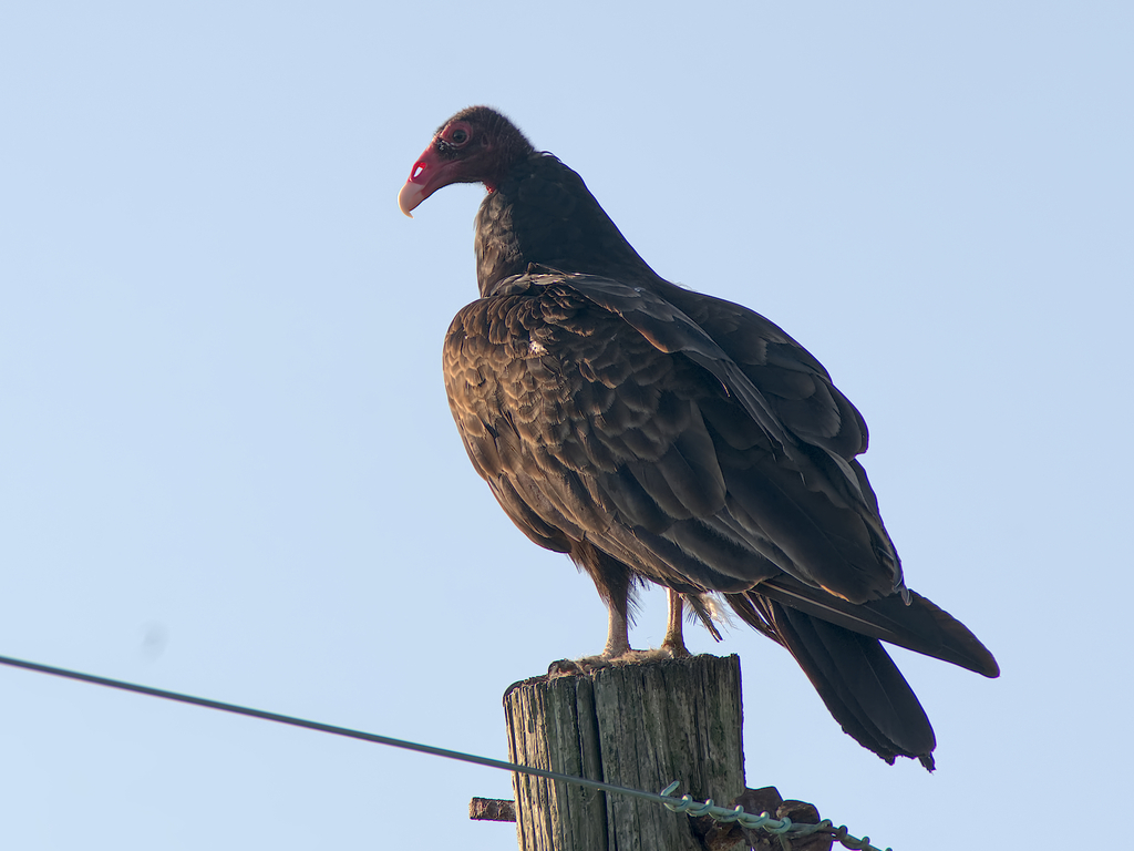 Turkey Vulture from Virginia Beach, VA, USA on July 23, 2023 at 06:53 ...