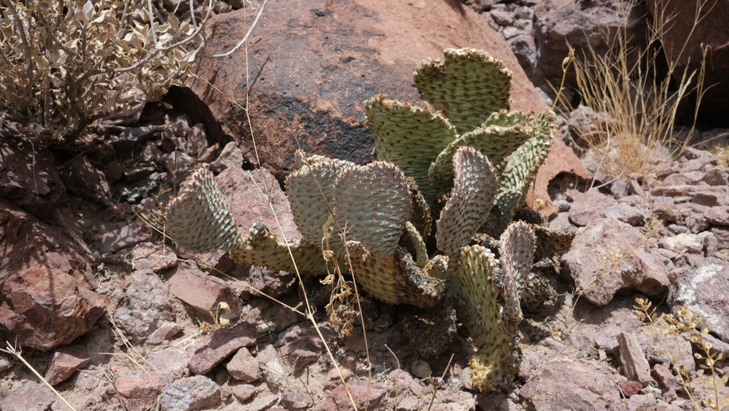 beavertail cactus from Yuma County, AZ, USA on August 12, 2023 at 02:12 ...