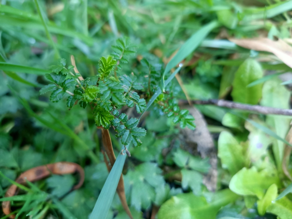 Biddy-biddy from Seville VIC 3139, Australia on August 13, 2023 at 11: ...