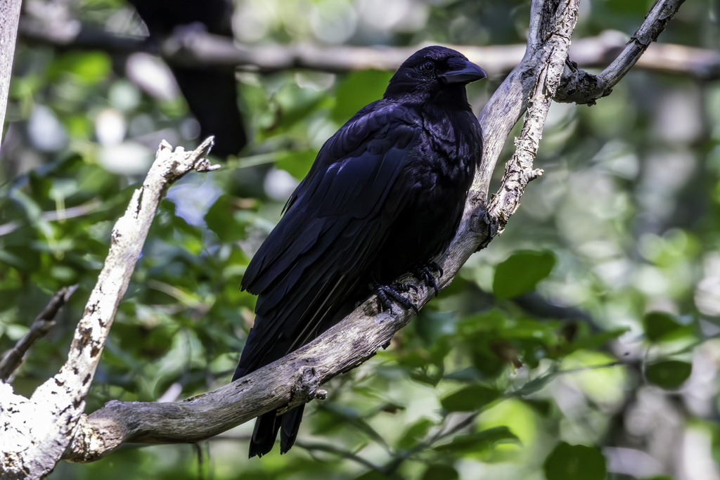 American Crow from Cambridge, ON, Canada on August 12, 2023 at 02:40 PM ...