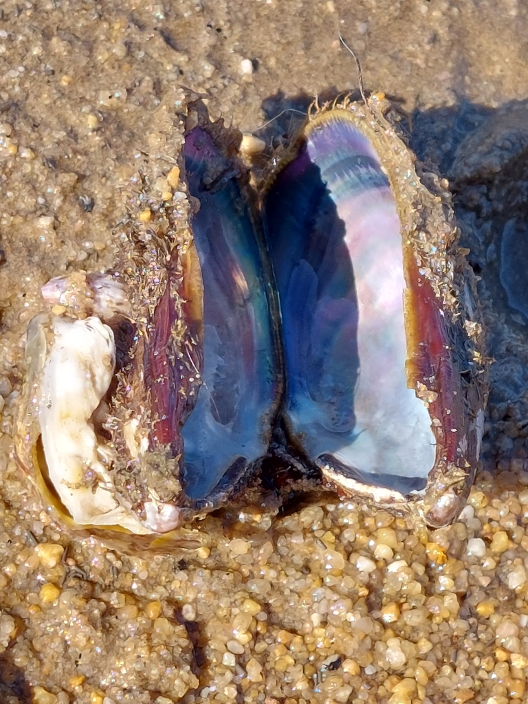 Hairy Mussel from Dangar Island NSW 2083, Australia on August 13, 2023 ...