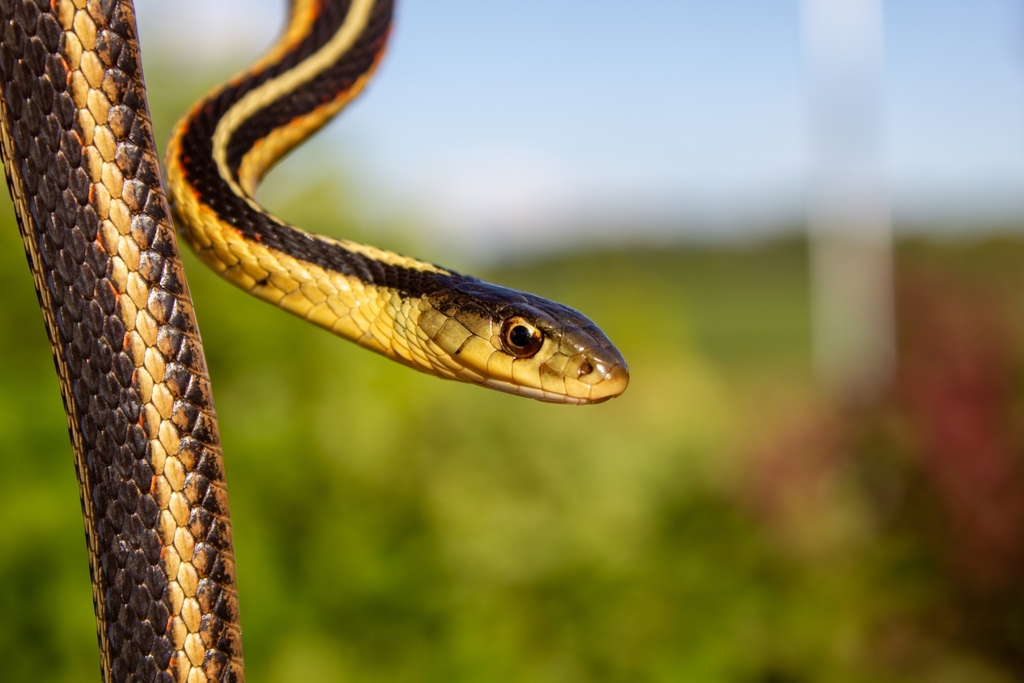Common Garter Snake from Silver Creek, MN, USA on August 12, 2023 at 07 ...