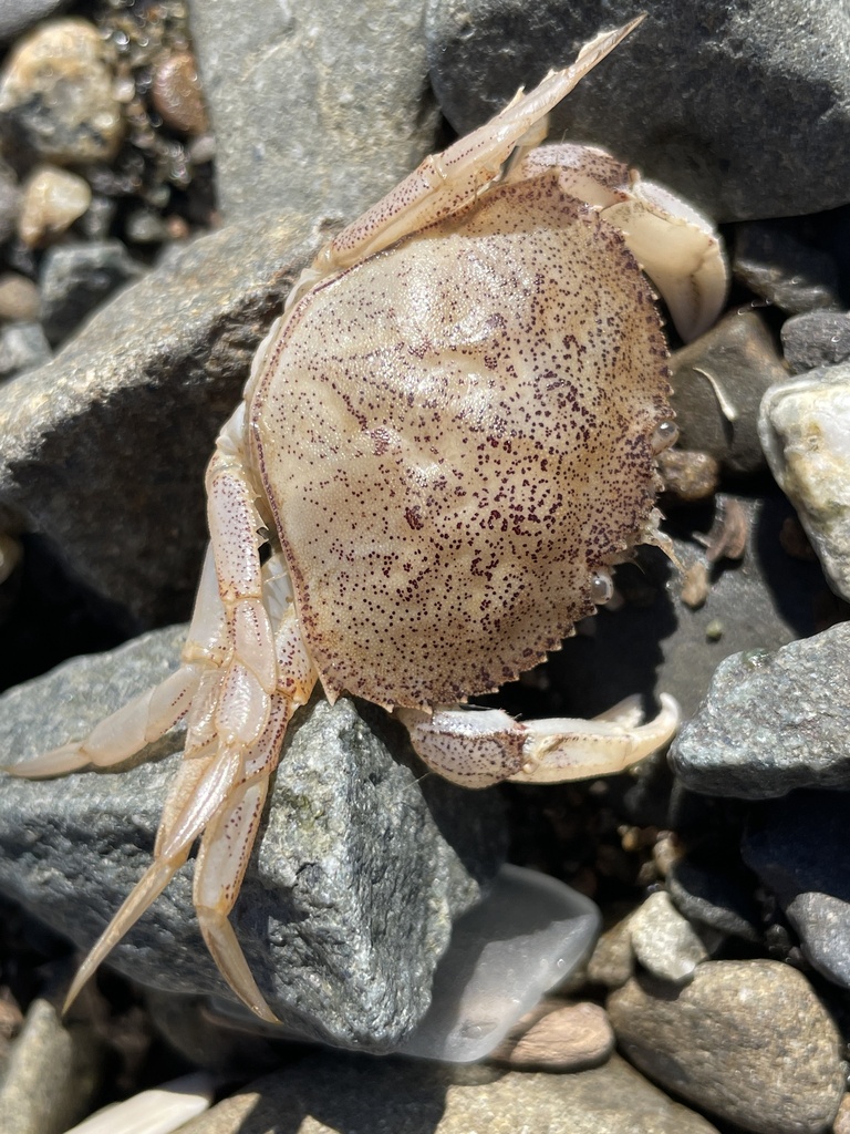 Dungeness Crab from San Pablo Bay, Richmond, CA, US on August 12, 2023 ...