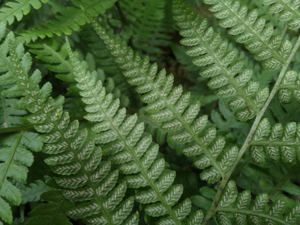 Deparia petersenii congrua (Plants of Tiritiri Matangi ) · iNaturalist