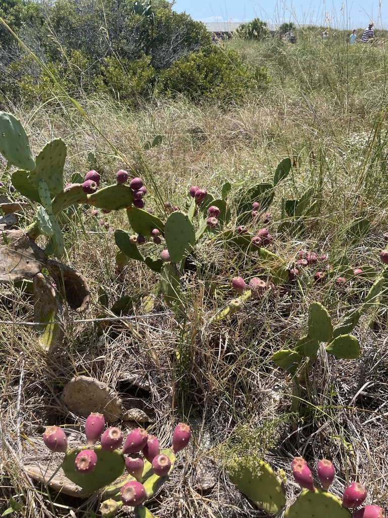 shell mound pricklypear from Gulf Islands National Seashore, MS, US on ...