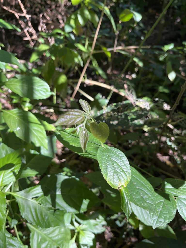 Chinese Hackberry from Burnham Rd, Bardon, QLD, AU on August 13, 2023 ...