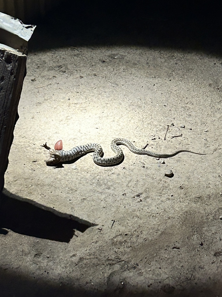Checkered Garter Snake from N Aguirre Rd, Marana, AZ, US on August 11 ...