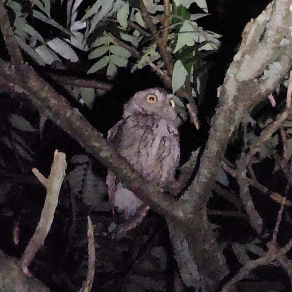 Eastern Screech-Owl from Java Center, NY 14082, USA on August 10, 2023 ...