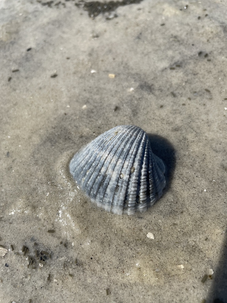 Incongruous Ark from Ship Island Harbor, MS, US on August 12, 2023 at ...