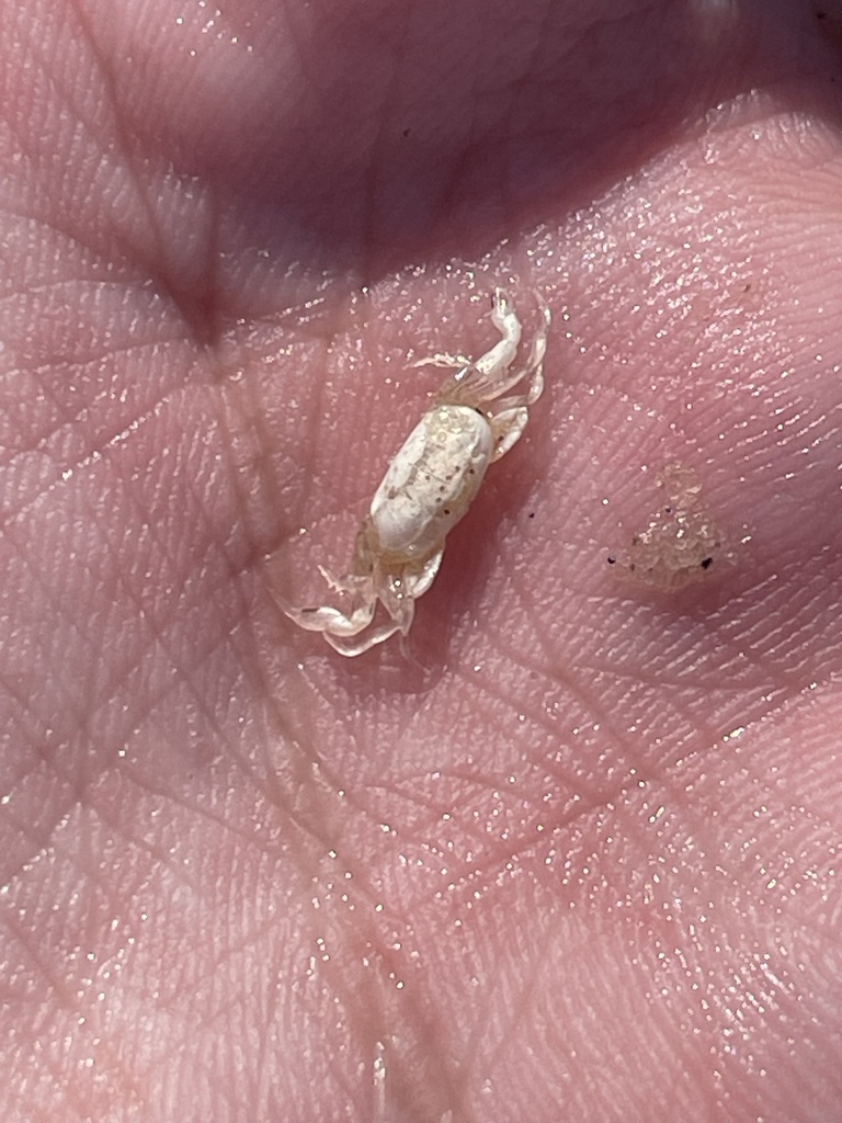 Bivalve Pea Crabs from Ship Island Harbor, MS, US on August 12, 2023 at ...