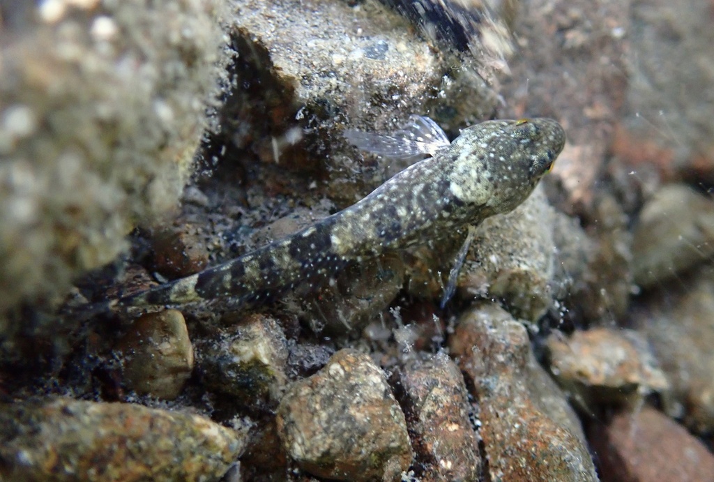 Coastrange Sculpin from Gordon Bay, Cowichan Valley, BC, CA on August ...
