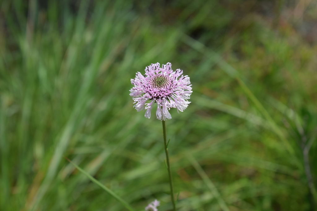 Grassleaf Barbara's-Buttons in August 2023 by gman122 · iNaturalist