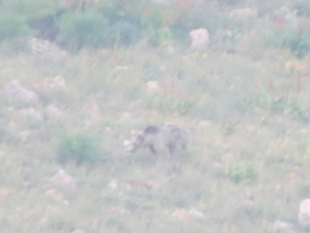 Eurasian Brown Bear from Chalus, Mazandaran Province, Iran on July 24 ...