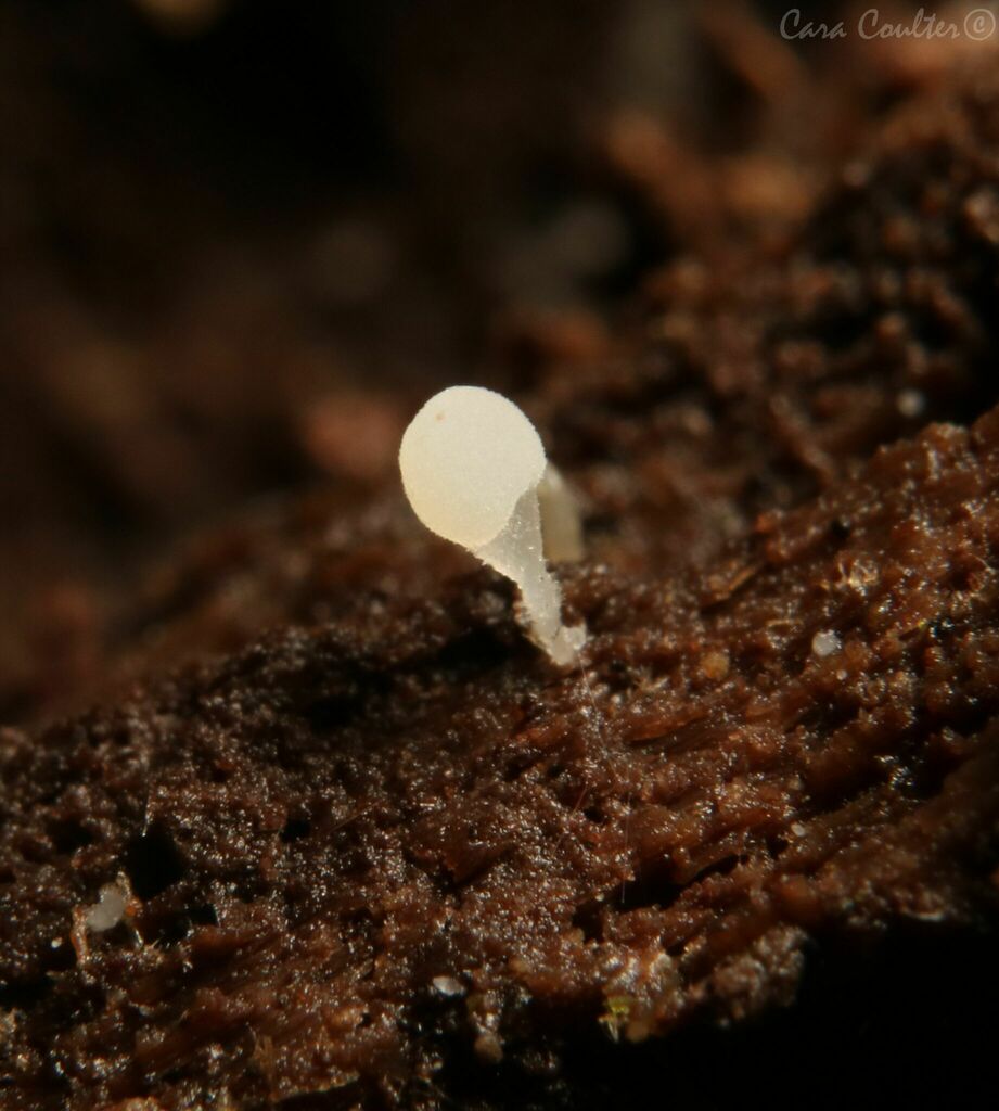 Typhulaceae from Fayette County, PA, USA on August 12, 2023 at 04:30 PM ...