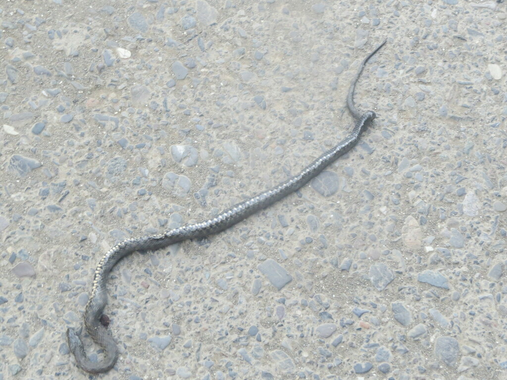Tessellated Water Snake from Hashtpar, Gilan Province, Iran on June 1 ...