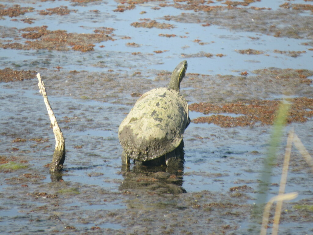 Caspian Turtle from Hashtpar, Gilan Province, Iran on June 1, 2017 at ...