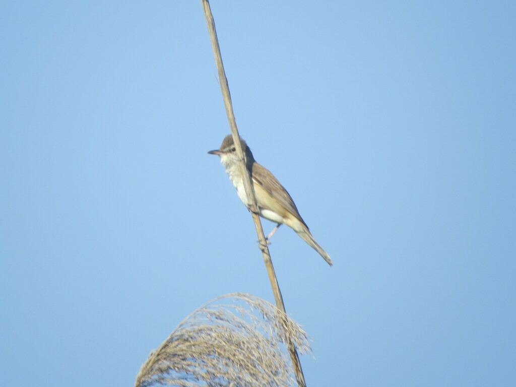 Great Reed Warbler from Hashtpar, Gilan Province, Iran on June 1, 2017 ...