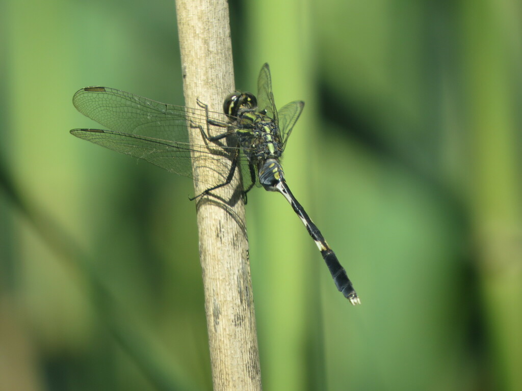 Slender Skimmer from Hashtpar, Gilan Province, Iran on June 1, 2017 at ...
