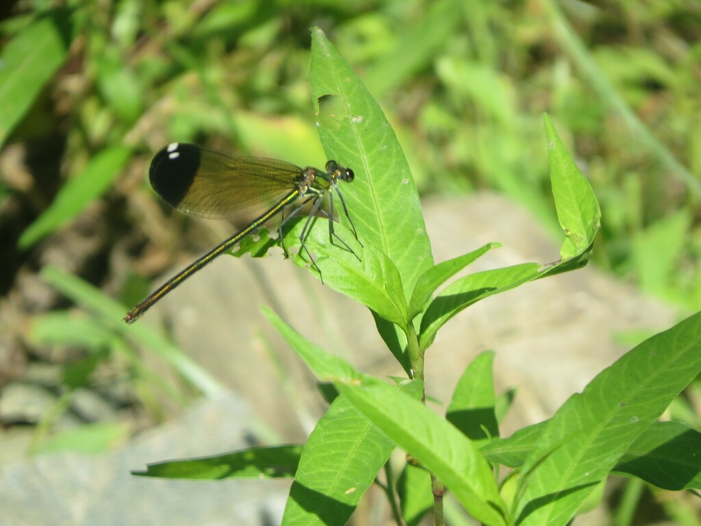 Banded Demoiselle from Hashtpar, Gilan Province, Iran on June 1, 2017 ...