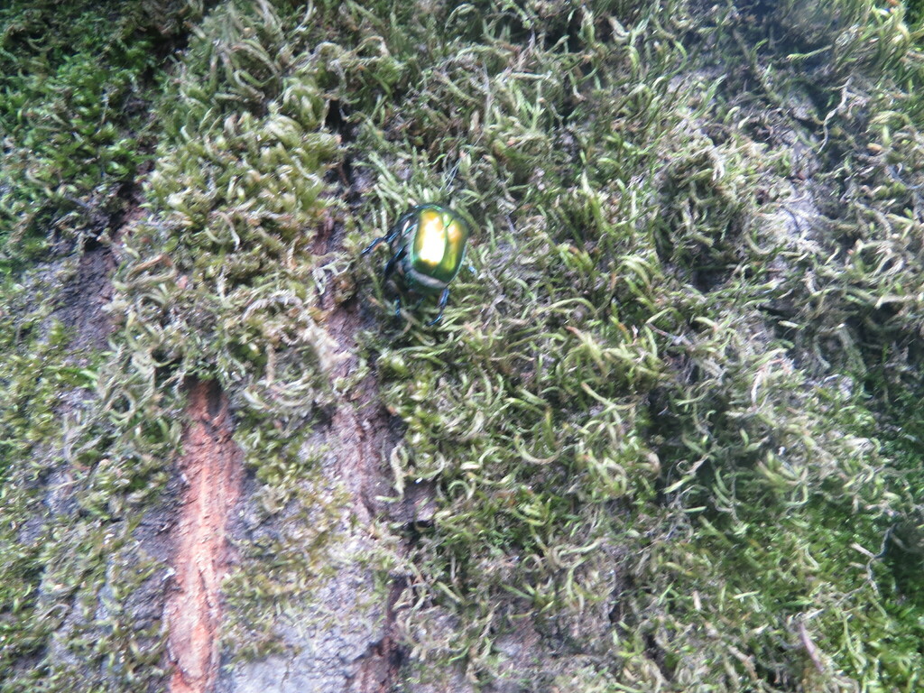 Rose Chafers from Hashtpar, Gilan Province, Iran on June 1, 2017 at 05: ...