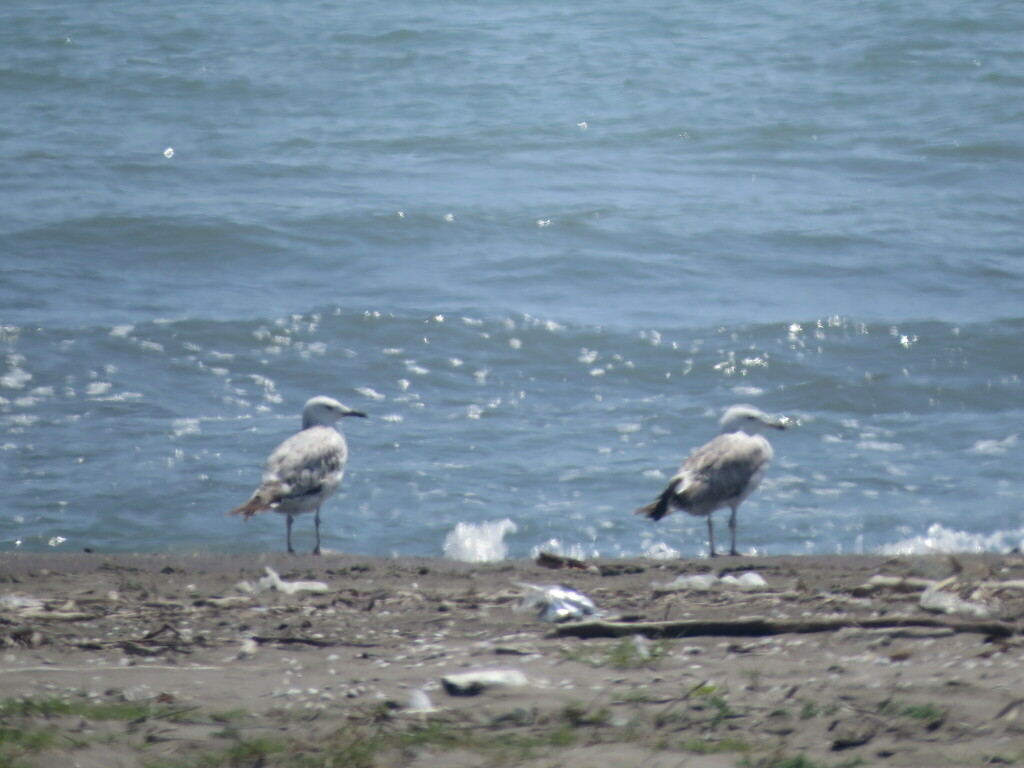 Caspian Gull from Hashtpar, Gilan Province, Iran on June 2, 2017 at 11: ...