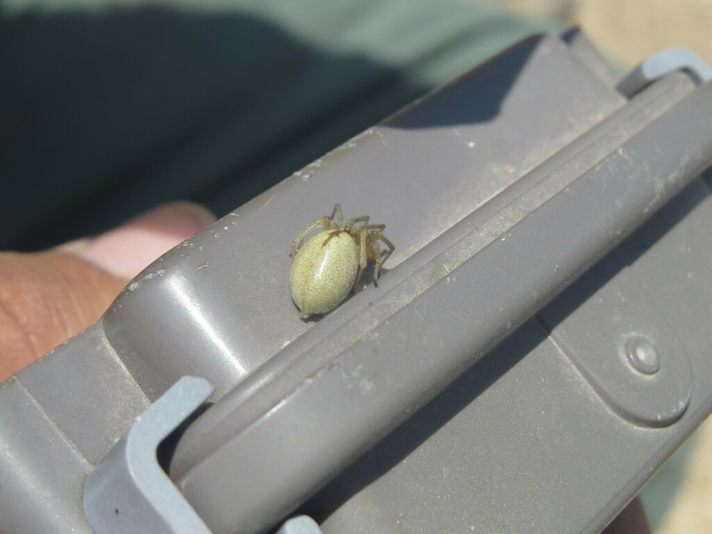 Longlegged Sac Spiders from Razavi Khorasan Province, Iran on August 9 ...