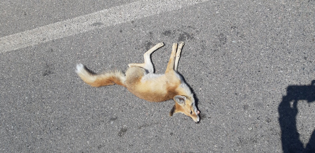 Red Fox from Semnan Province, Iran on June 12, 2020 at 11:33 AM by ...