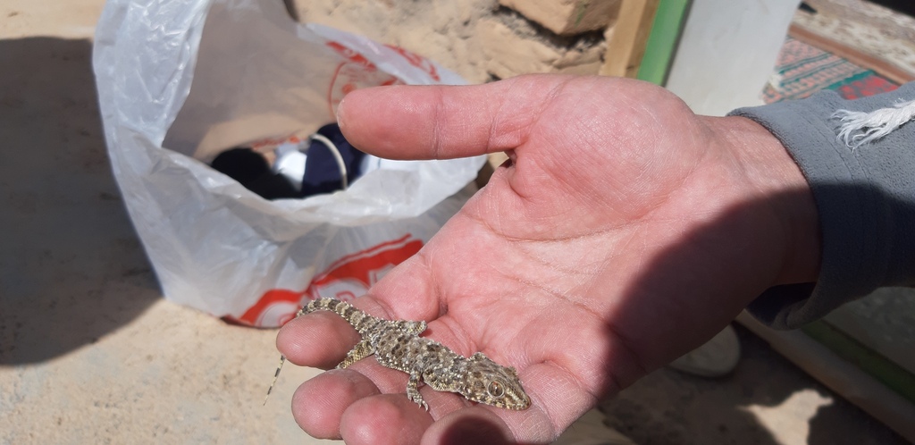Caspian Bent-toed Gecko from Shahrud, Semnan Province, Iran on March 14 ...
