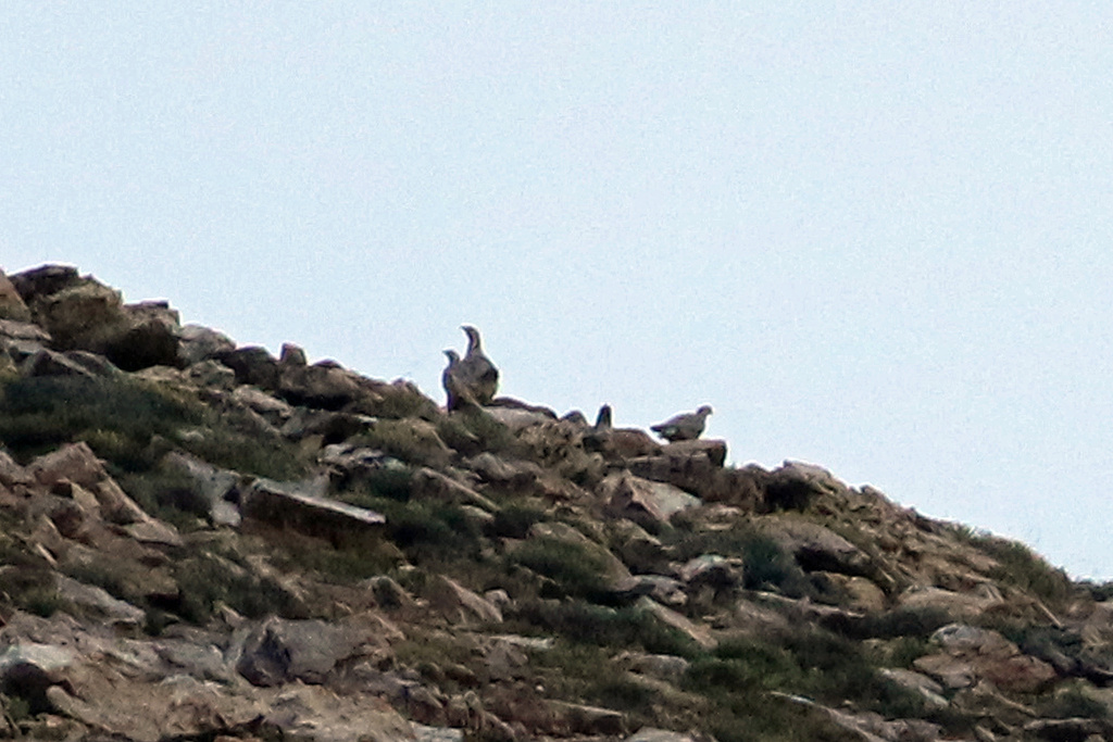 Himalayan Snowcock from Humboldt-Toiyabe National Forest, Spring Creek ...