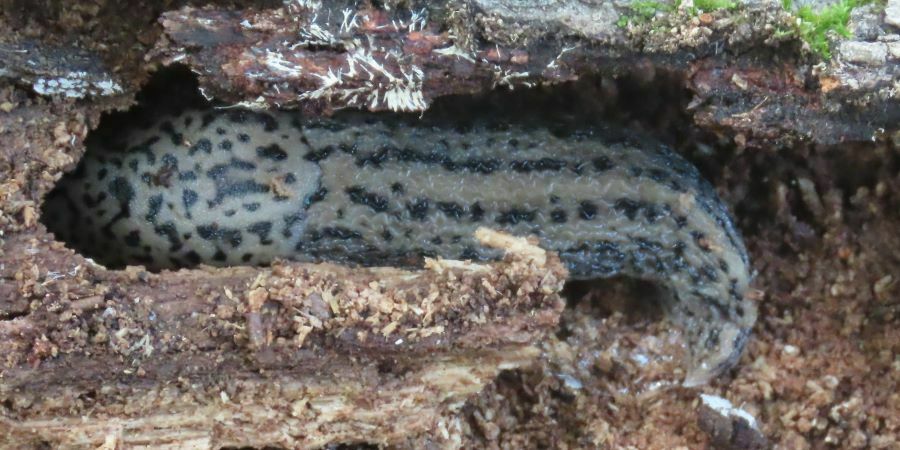 Leopard Slug from Fauquier County, VA, USA on August 5, 2023 at 09:58 ...