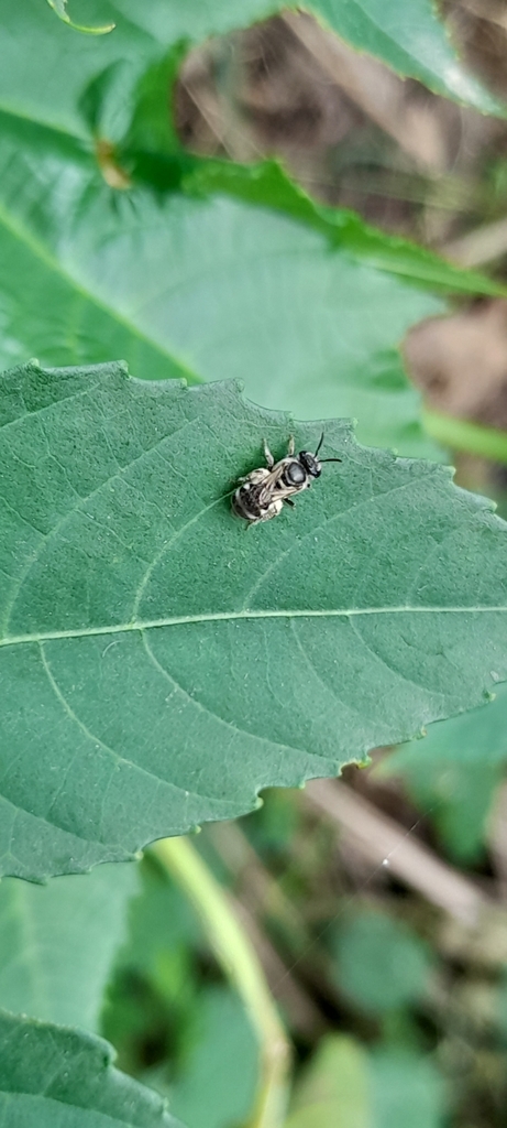 Ctenonomia from 848/6, Fort Kengeri, Kengeri, Bengaluru, Karnataka ...