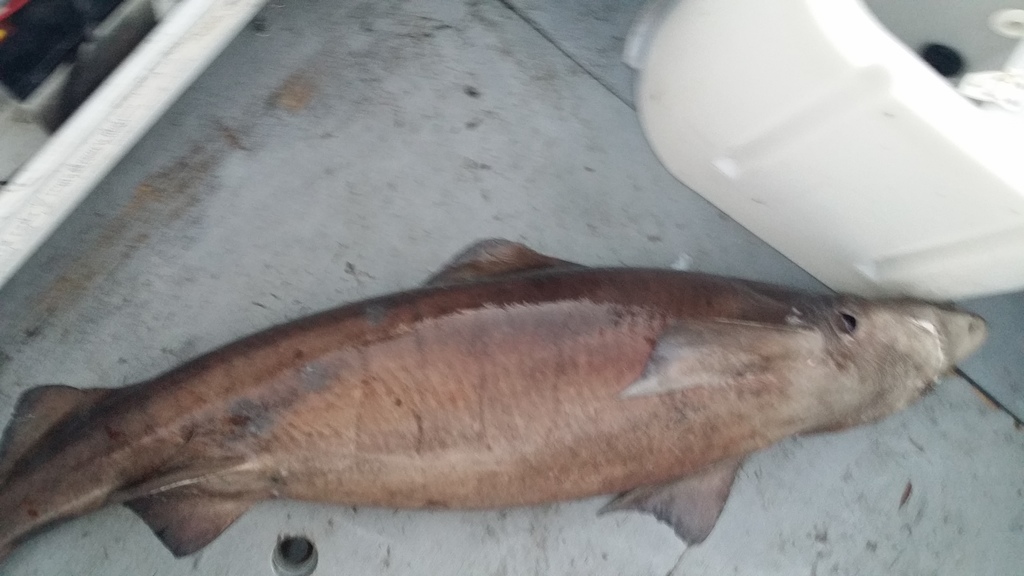 Gulper Shark (Centrophorus granulosus) - Marine Life Identification